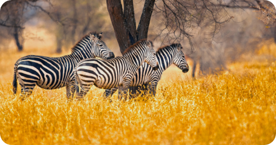 10 Summer Celebrations from Around the World | Odysseys Unlimited