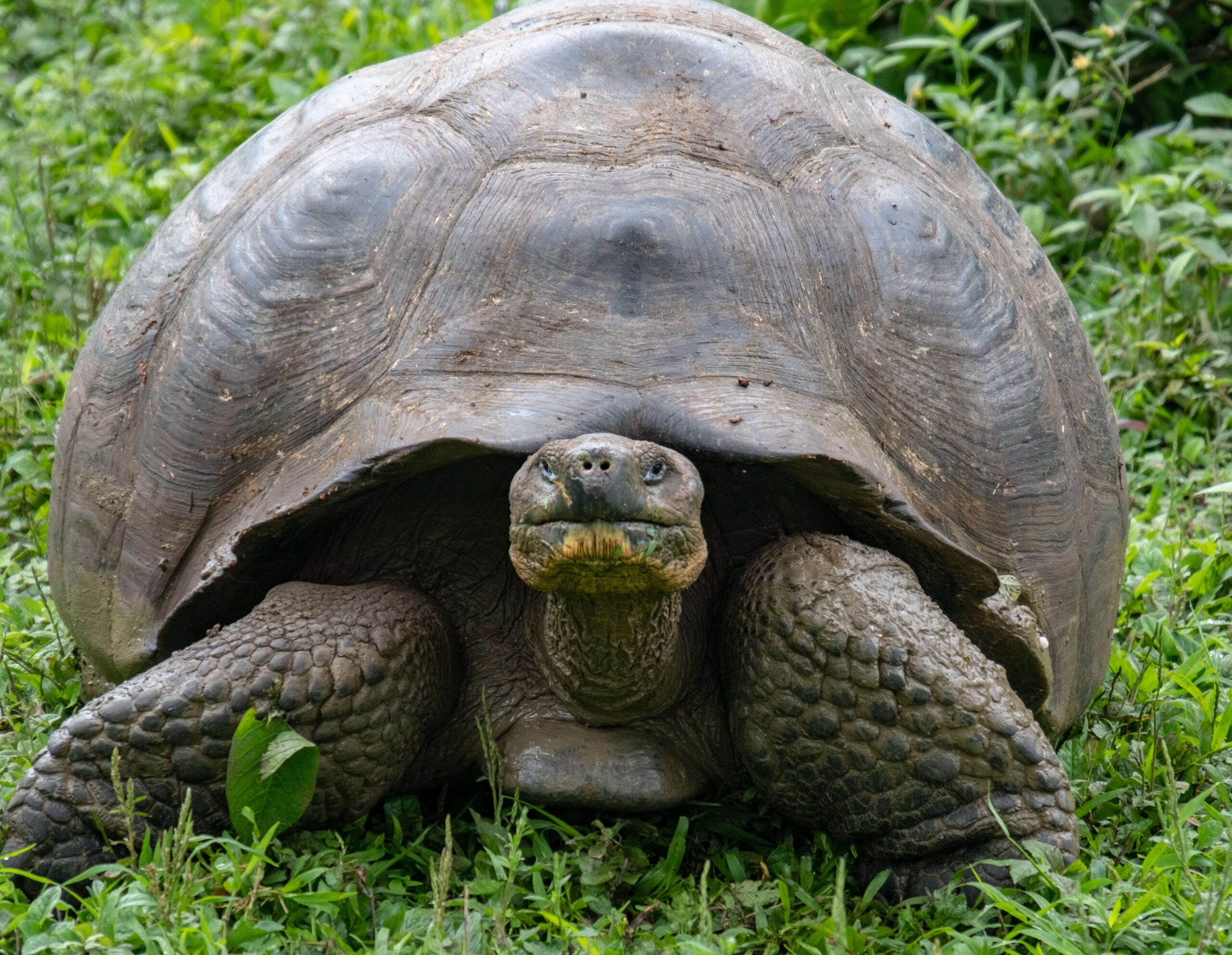 15 Tours with Animal Encounters | Odysseys Unlimited