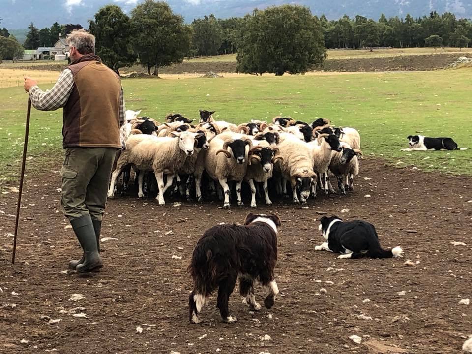 Small Group Highlight: Sheepdog Demonstration | Odysseys Unlimited